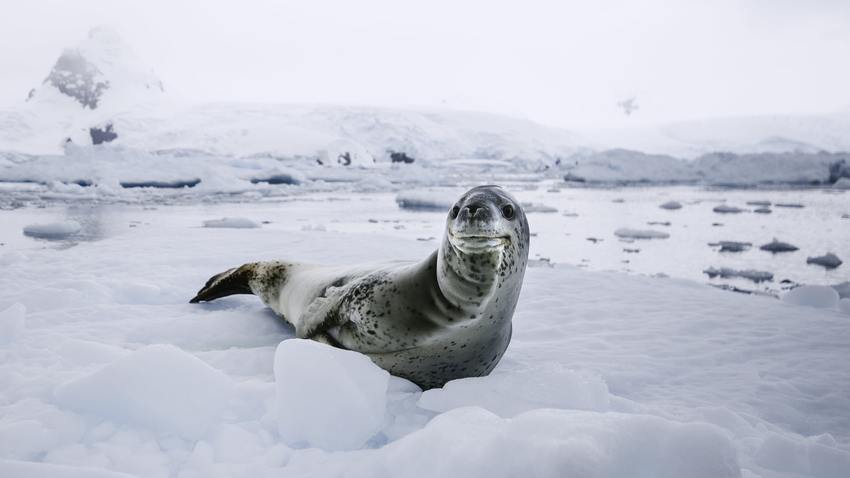Seals Of The Antarctic Peninsula Poseidon Expeditions